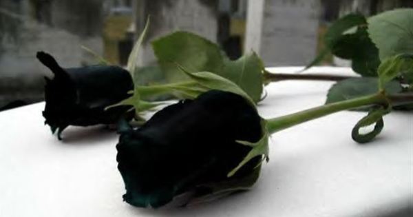 Do Natural Black Roses Really Exist? | Blog.Nurserylive.com | gardening ...