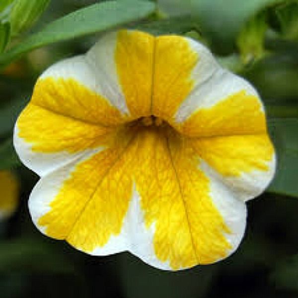 10 Yellow Flowers Anyone Can Grow! | Blog.Nurserylive.com | gardening ...