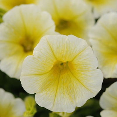10 Yellow Flowers Anyone Can Grow! | Blog.Nurserylive.com | gardening ...