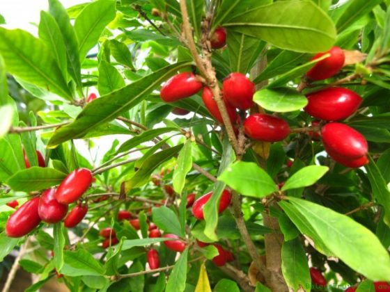 The Miracle fruit, a fruit that tricks your tongue | Blog.Nurserylive ...