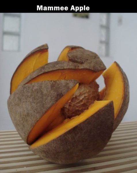 12 Fruits You May Have Never Tasted! | Blog.Nurserylive.com | gardening ...
