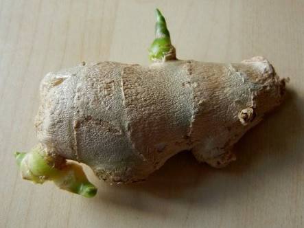 How to Grow a Ginger Plant? | Blog.Nurserylive.com | gardening in india