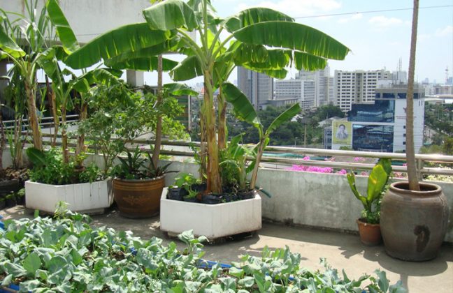 Who says a kitchen garden can’t be beautiful? | Blog.Nurserylive.com ...