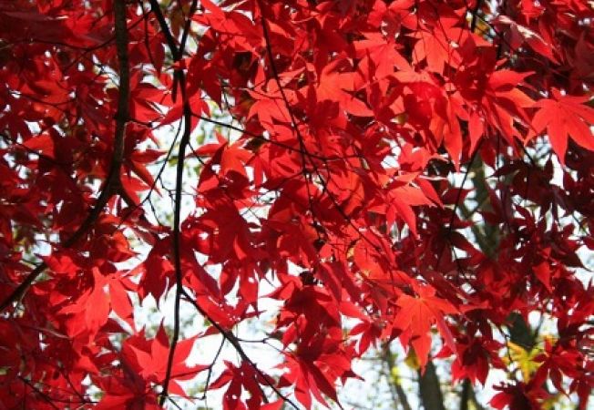Fascinating Facts About Photosynthesis of Non Green Plants | Blog ...