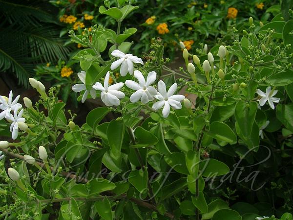 The Flowers Used in the Worship of the Mother Goddess | Blog ...