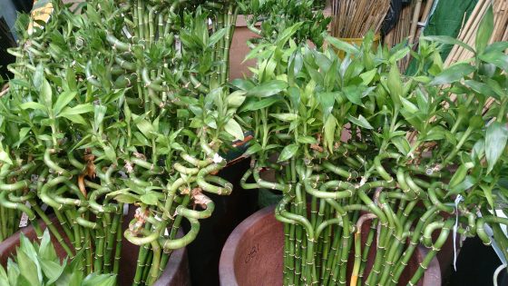 How To Prevent Rotting of the Lucky Bamboo? | Blog.Nurserylive.com ...