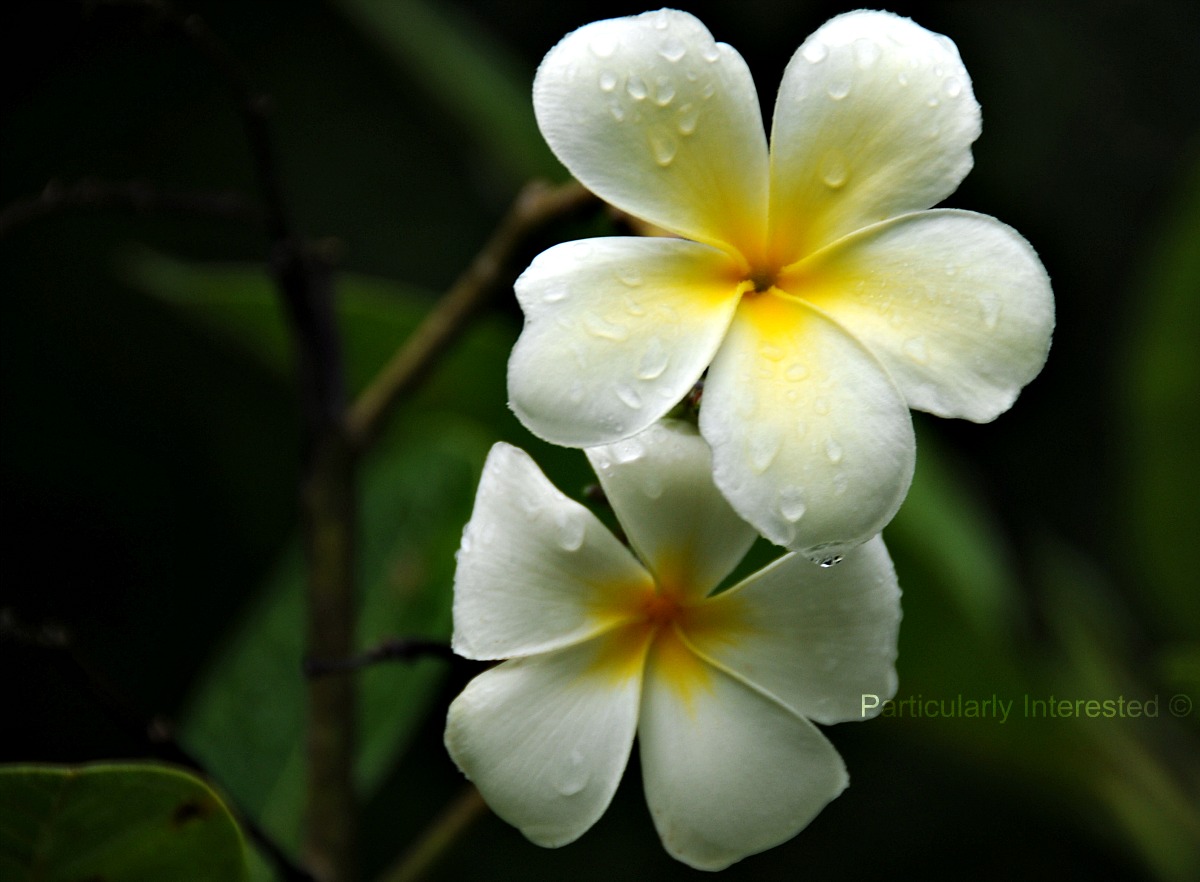 The Flowers Used in the Worship of the Mother Goddess | Blog ...