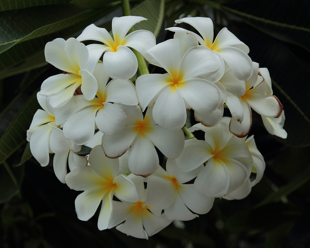 Ever wondered why a specific flower is offered to Deity? | Blog ...