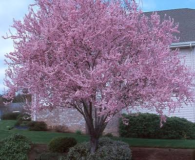 Fascinating Facts About Photosynthesis of Non Green Plants | Blog ...