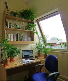 Grow These Plants to Enhance Productivity in Study Room | Blog ...