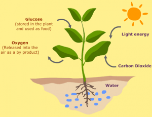 Fascinating Facts About Photosynthesis of Non Green Plants | Blog ...