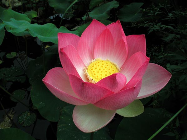 The Flowers Used in the Worship of the Mother Goddess | Blog ...