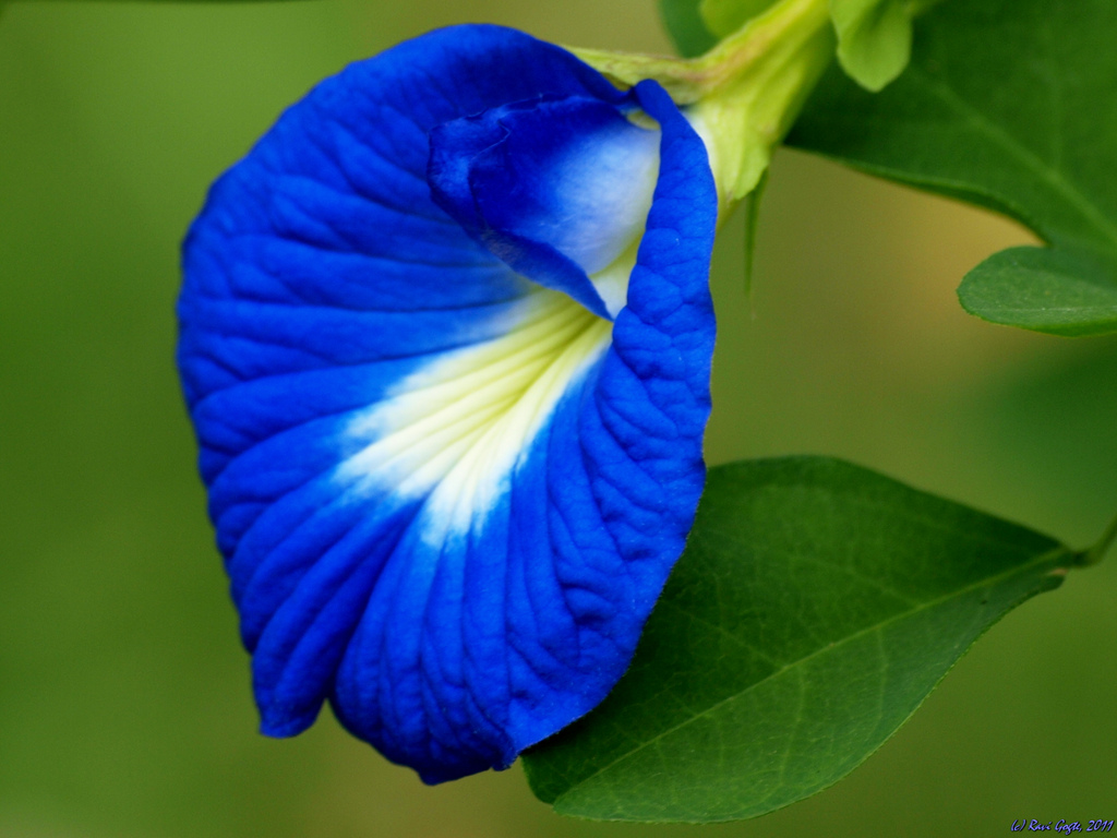 The Flowers Used in the Worship of the Mother Goddess | Blog ...