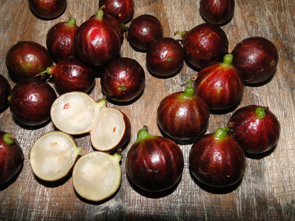 Jabuticaba – A Rare and Exotic fruit | Blog.Nurserylive.com | gardening ...