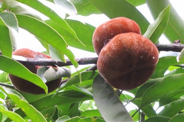 The sweet and tasty Mabolo aka Velvet apple for your garden | Blog ...
