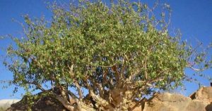 Guggul Plant : The Power pack medicinal plant | Blog.Nurserylive.com ...