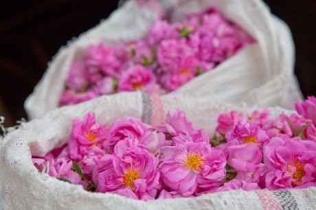 Grow Damascus rose for creating a fragrant environment | Blog ...