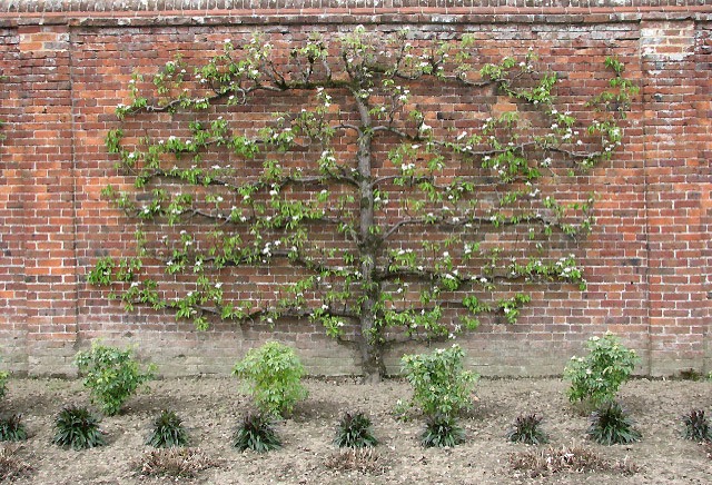 How to Create Espalier – Tree Art in Your Garden? | Blog.Nurserylive ...