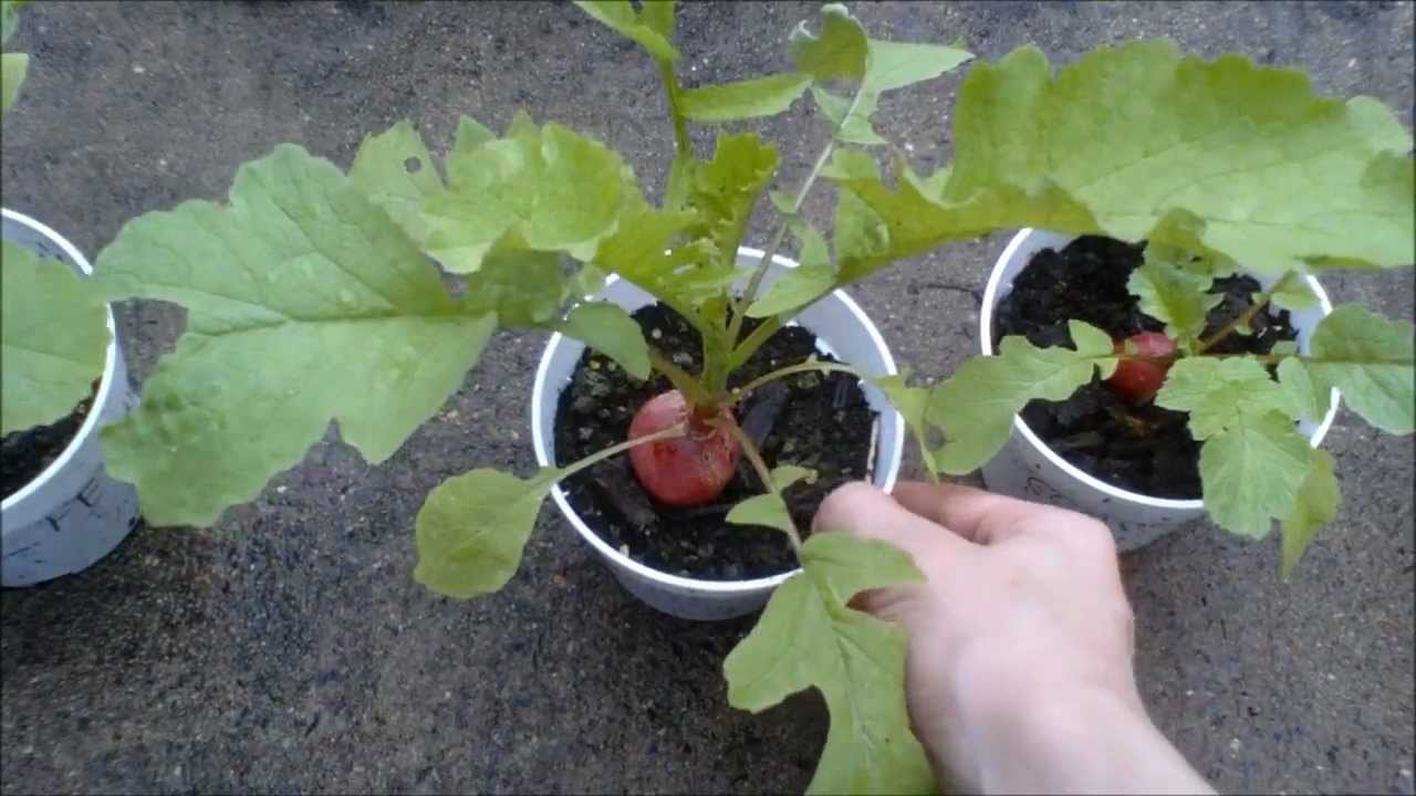Learn To Grow The Healthy Raddish | Blog.Nurserylive.com | gardening in ...