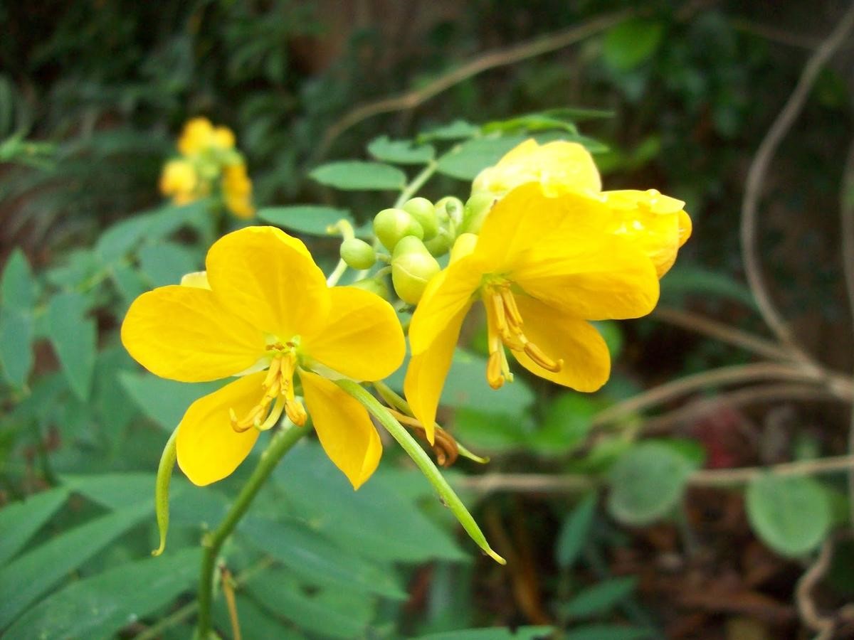 Color your garden with these top 4 monsoon flowers | Blog.Nurserylive ...