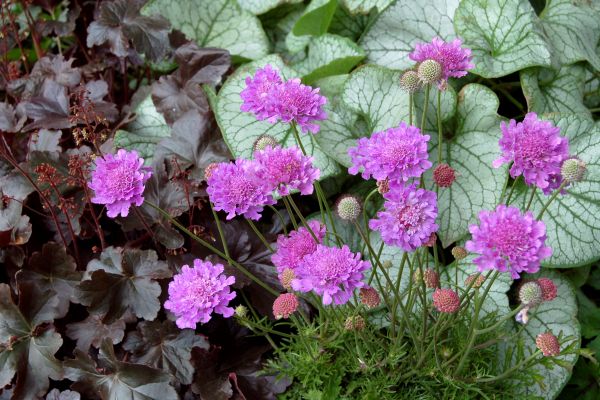 How to plant Flowering creepers? | Blog.Nurserylive.com | gardening in ...