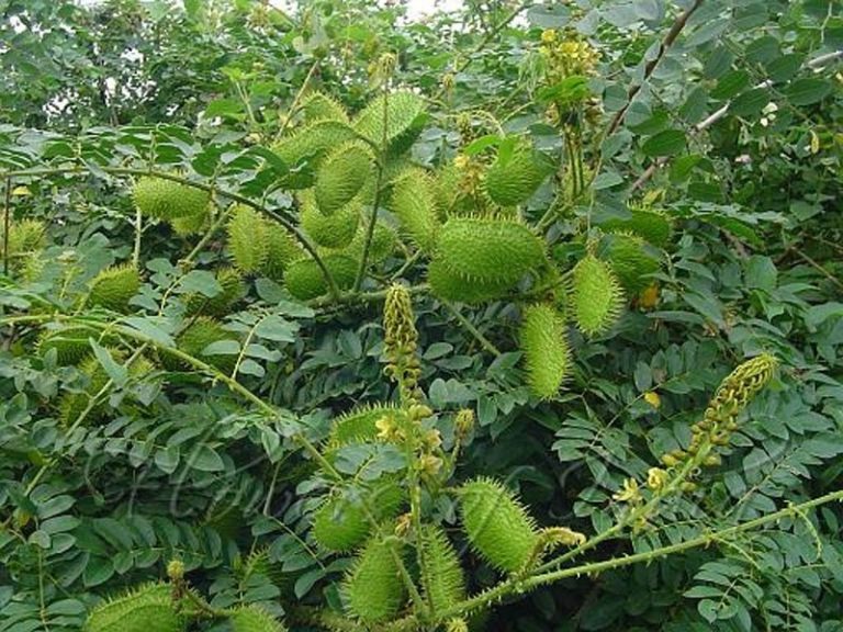 Plant with tremendous medicinal values | Blog.Nurserylive.com ...