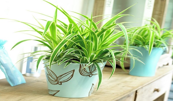 Top 5 Office Friendly Plants | Blog.Nurserylive.com | gardening in india