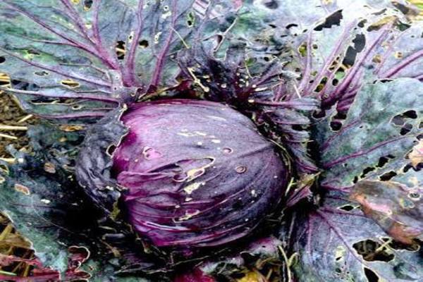Nutritional Facts About Red Cabbage | Blog.Nurserylive.com | gardening ...