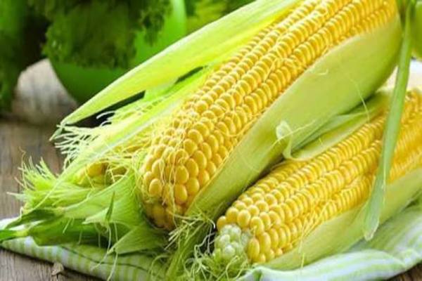 Pop a Corn this Monsoon | Blog.Nurserylive.com | gardening in india