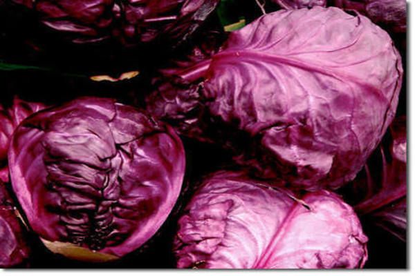 Nutritional Facts About Red Cabbage | Blog.Nurserylive.com | gardening ...