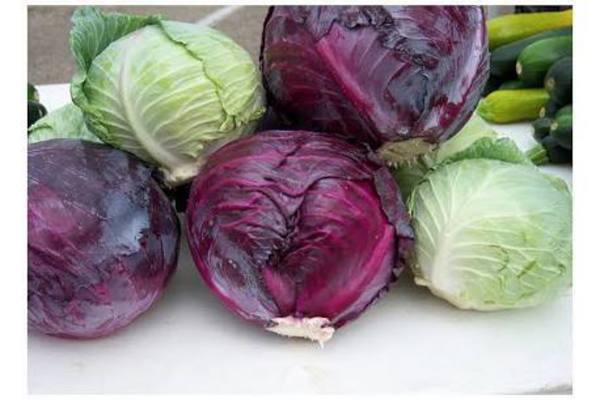 Nutritional Facts About Red Cabbage | Blog.Nurserylive.com | gardening ...
