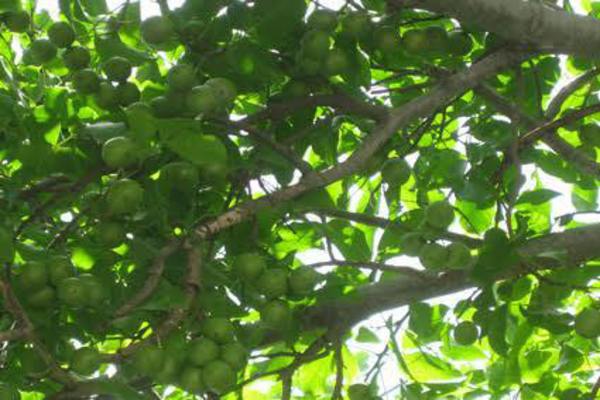 Genip – A Lovely Ornamental Fruit Plant | Blog.Nurserylive.com ...