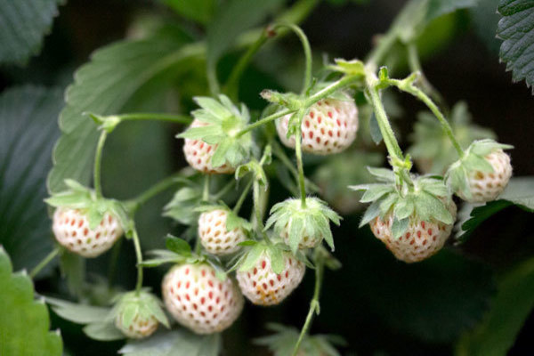 Have You Tasted The White Strawberry Called Pine berry? | Blog ...