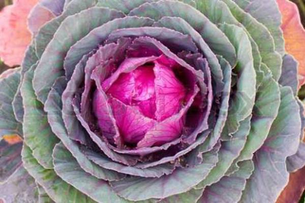 Nutritional Facts About Red Cabbage | Blog.Nurserylive.com | gardening ...