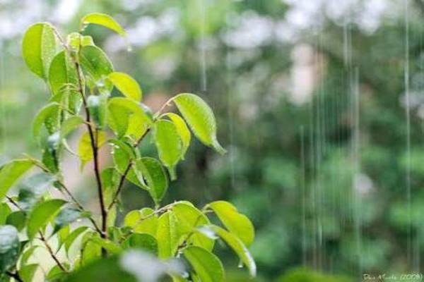 Guide to Use Monsoon Water for Gardening | Blog.Nurserylive.com ...