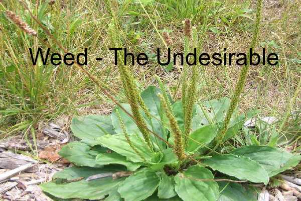 Know The Facts About Unwanted Weeds | Blog.Nurserylive.com | gardening ...