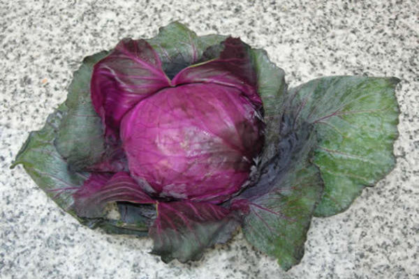 Nutritional Facts About Red Cabbage | Blog.Nurserylive.com | gardening ...