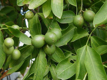 Genip – A Lovely Ornamental Fruit Plant | Blog.Nurserylive.com ...