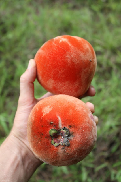 The sweet and tasty Mabolo aka Velvet apple for your garden | Blog ...