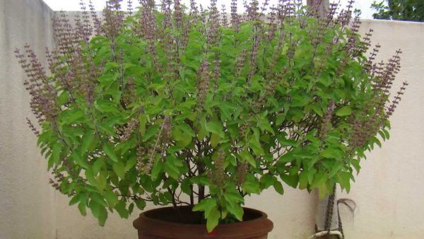 The best care to be taken of Tulasi Plant | Blog.Nurserylive.com ...