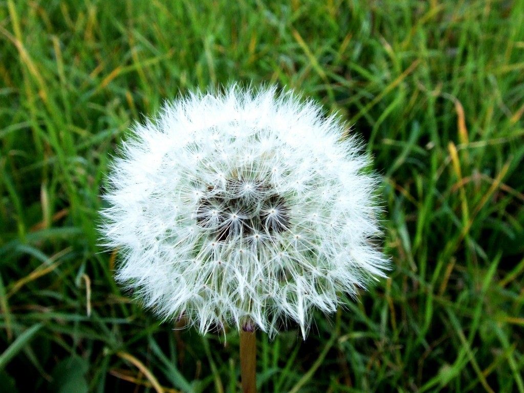 Do you know that all parts of a dandelion plant are edible? | Blog ...