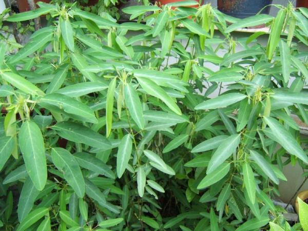 I am a dancing plant!! | Blog.Nurserylive.com | gardening in india
