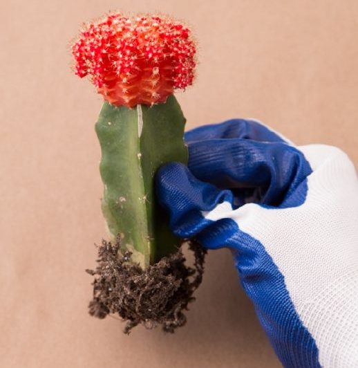 HOW TO PLANT A CACTUS WITHOUT GETTING POKED | Blog.Nurserylive.com ...