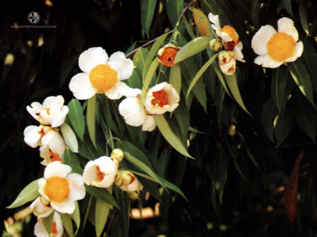 Beautiful tree that has been used in Ayurveda for many years | Blog ...