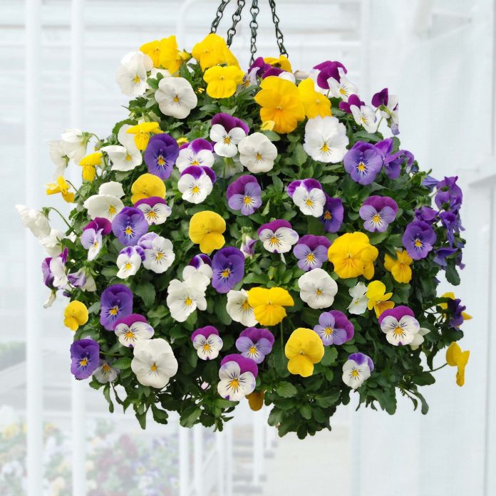 Pansies : Color your garden this winter | Blog.Nurserylive.com ...