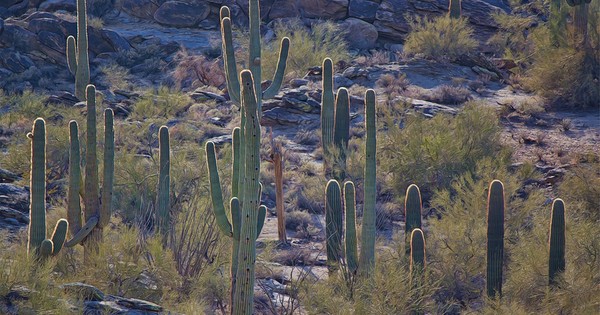 Health Benefits of Cactus | Blog.Nurserylive.com | gardening in india