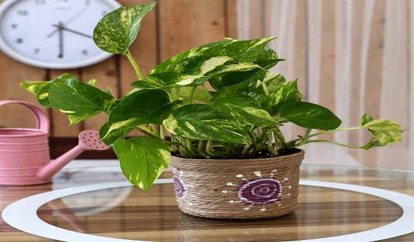 Bring Home Good Fortune with Money Plant | Blog.Nurserylive.com ...