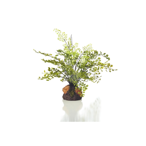 Planting Ferns at Home is as Easy as 5 Steps | Blog.Nurserylive.com ...