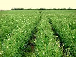 Sesame Plant with health nutrients also provides fragrance in your ...