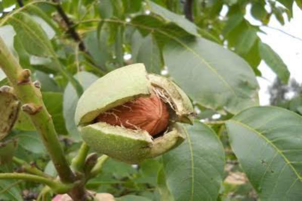 Meet The King of Nuts – Walnuts | Blog.Nurserylive.com | gardening in india
